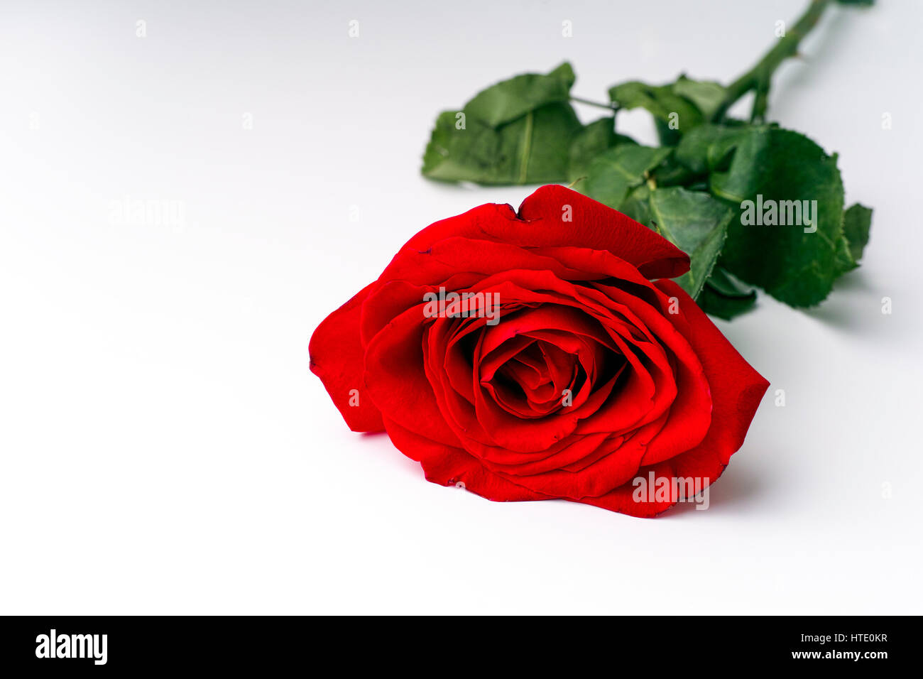 One red rose on white background Stock Photo - Alamy