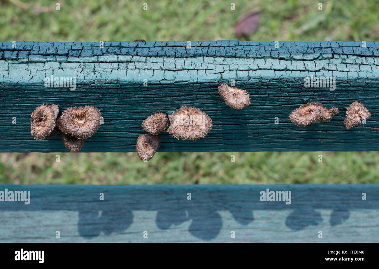 Azure mushroom on decay wood Stock Photo - Alamy