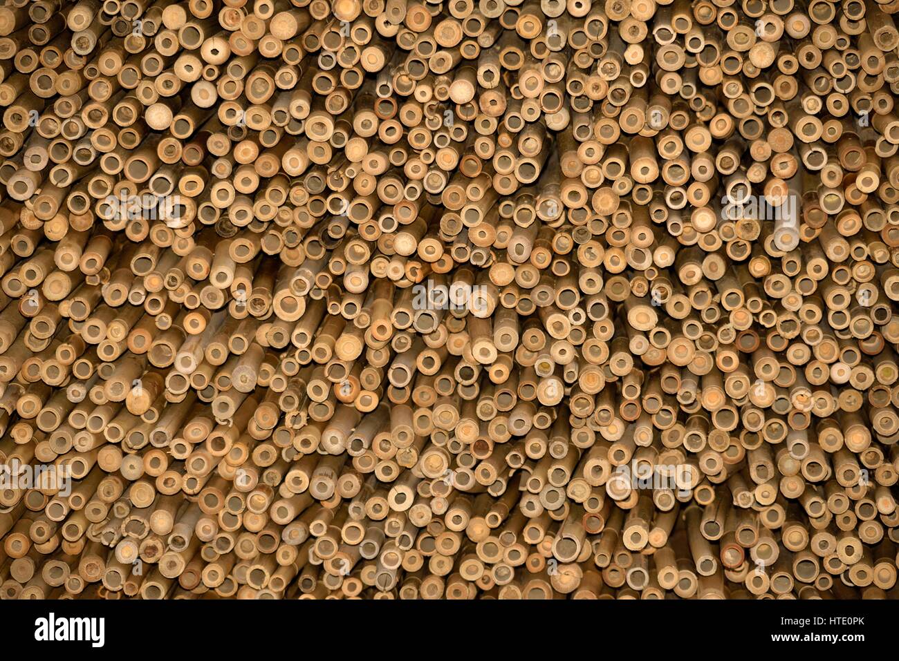 Bamboo Sticks. Bamboo sticks stacked in a pile Stock Photo - Alamy