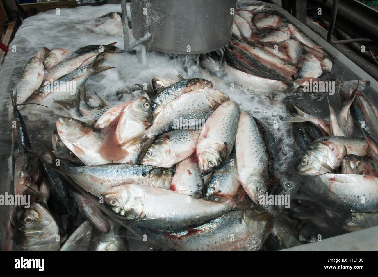 Frozen Menhaden being thawed and salted for lobster bait. Portland ...