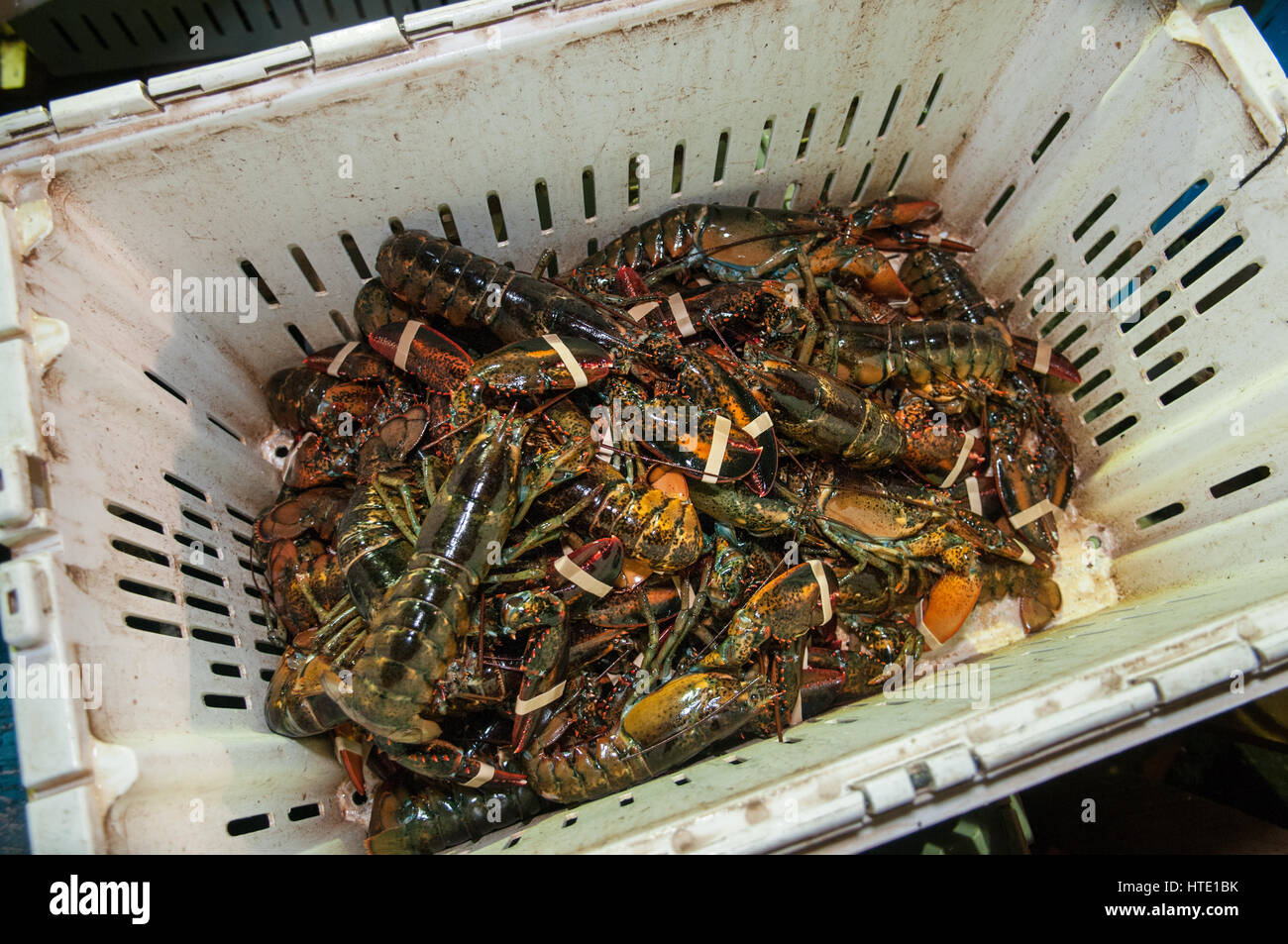 Lobsters (Homarus americanus) with claws banded, ready to be off loaded ...