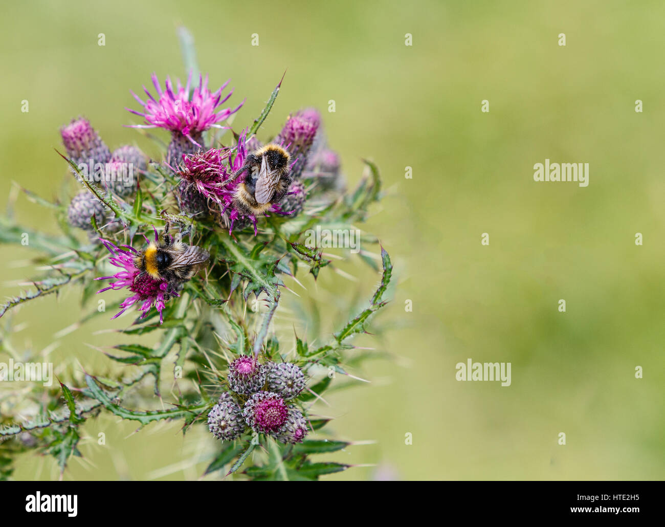 Thistle bees hi-res stock photography and images - Alamy