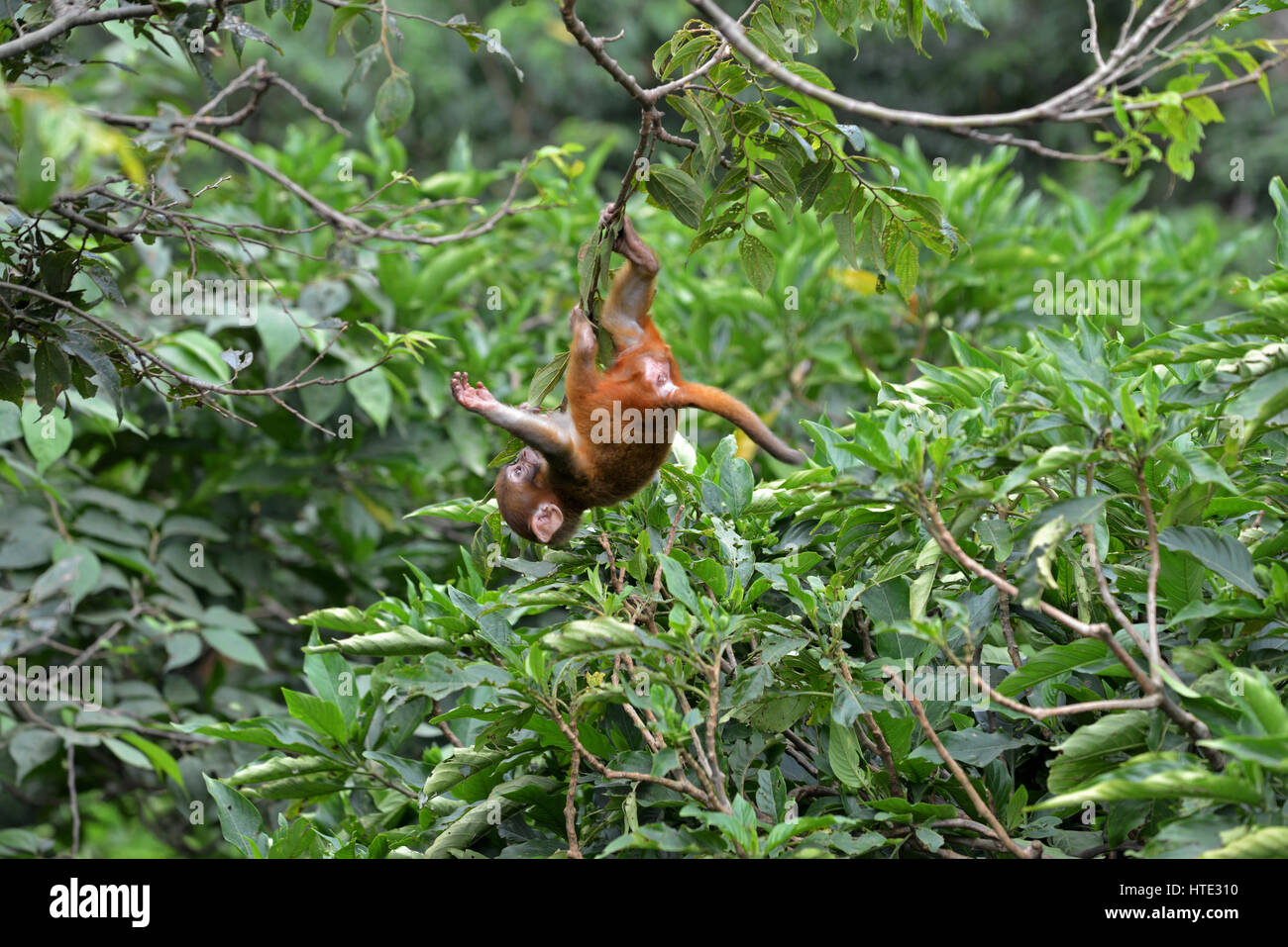Exploring monkey hi-res stock photography and images - Alamy