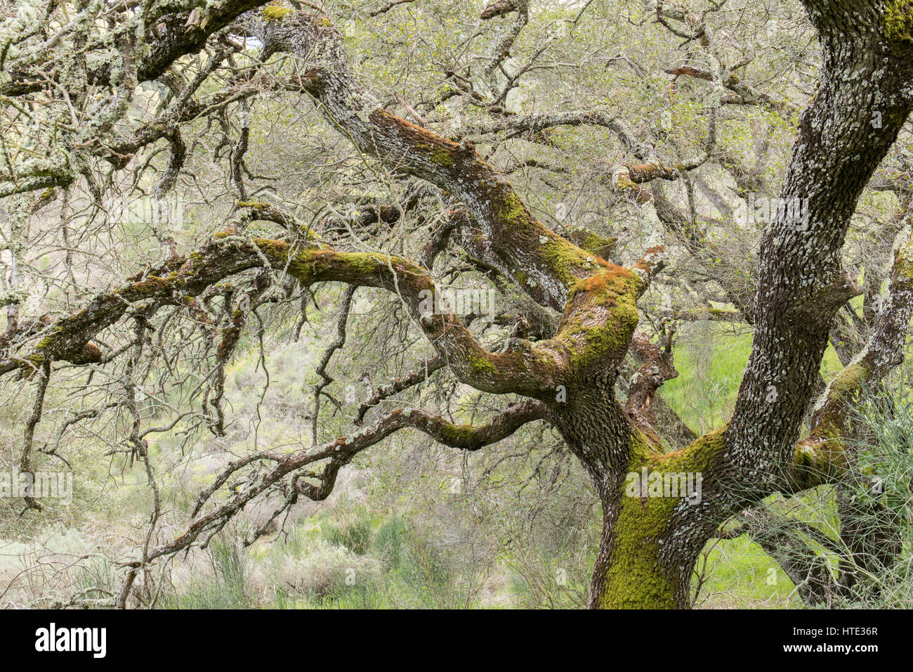 Oak Tree Covered with Fungi Lichen Algae Stock Photo - Alamy