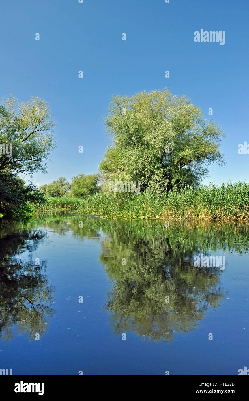Water channel in the Danube delta with swamp vegetation and flooded ...