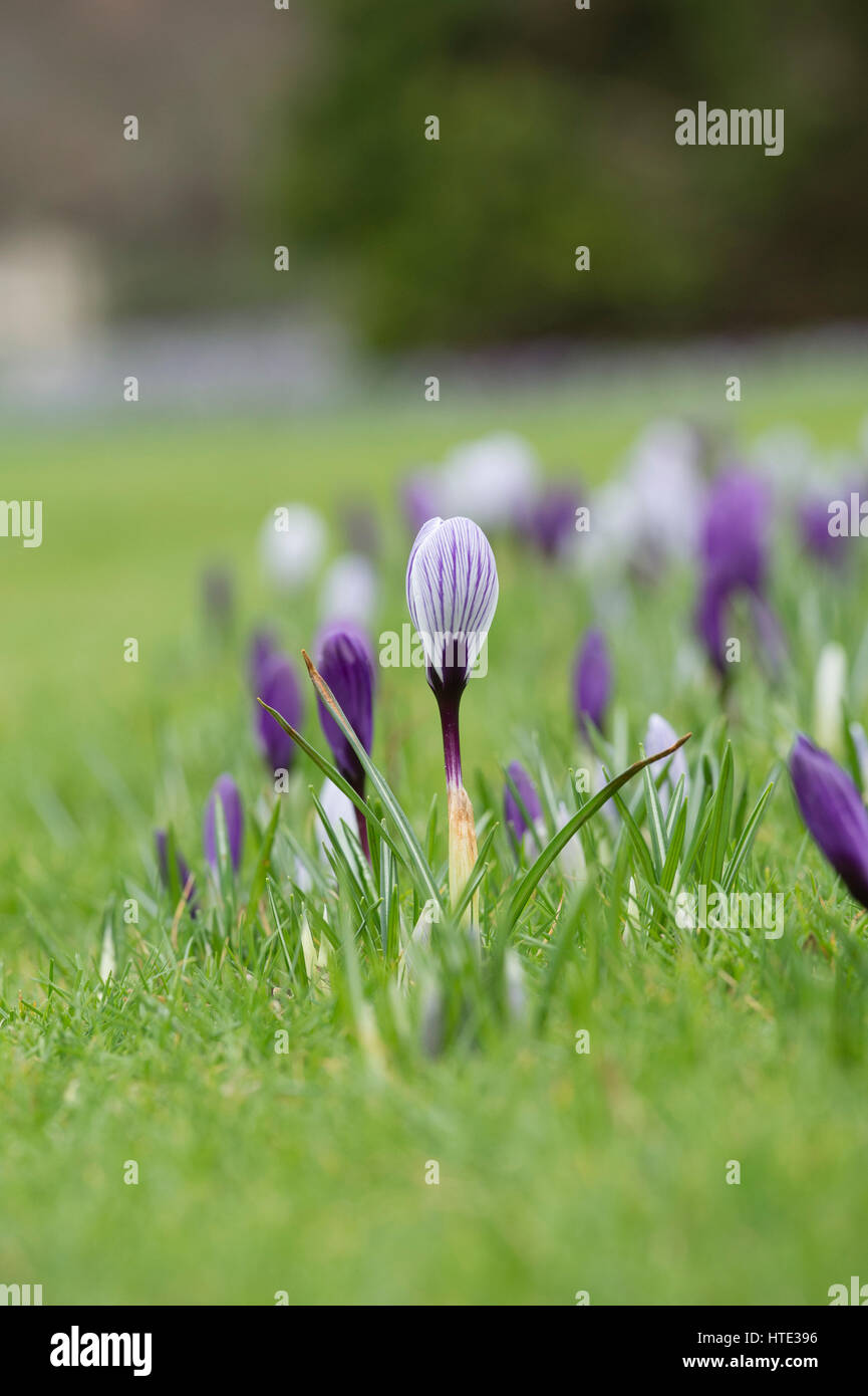 Crocus flowers appearing on a lawn early march. UK Stock Photo - Alamy