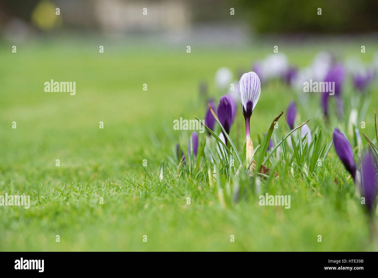 Crocus flowers appearing on a lawn early march. UK Stock Photo - Alamy