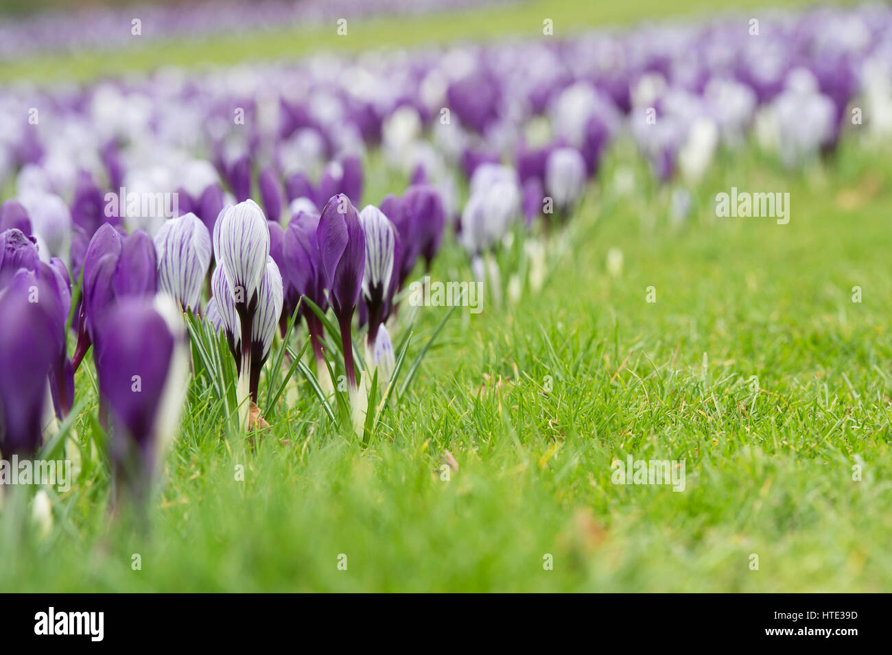 Crocus flowers appearing on a lawn early march. UK Stock Photo - Alamy