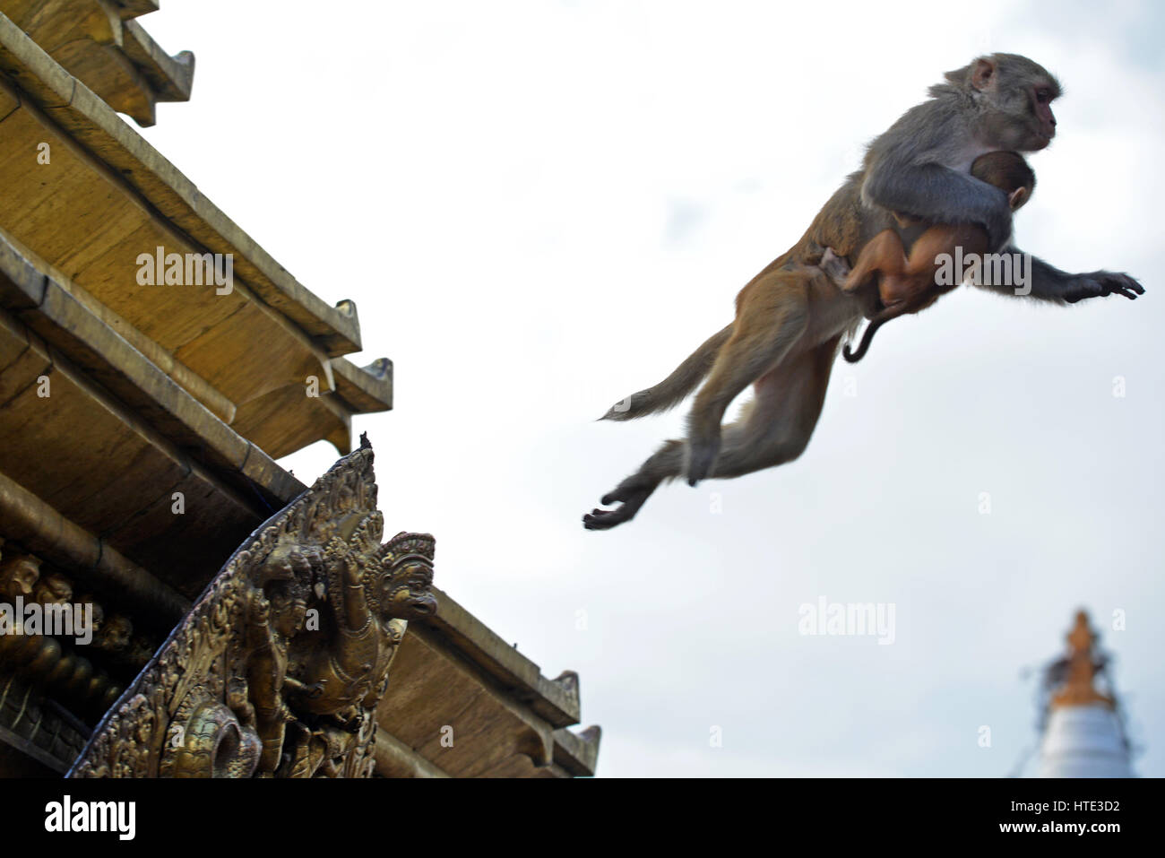 Jumping monkey hi-res stock photography and images - Alamy