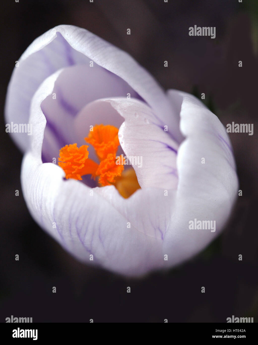 Crocus. Centre of a crocus. Macro photo of the inside of a white crocus ...