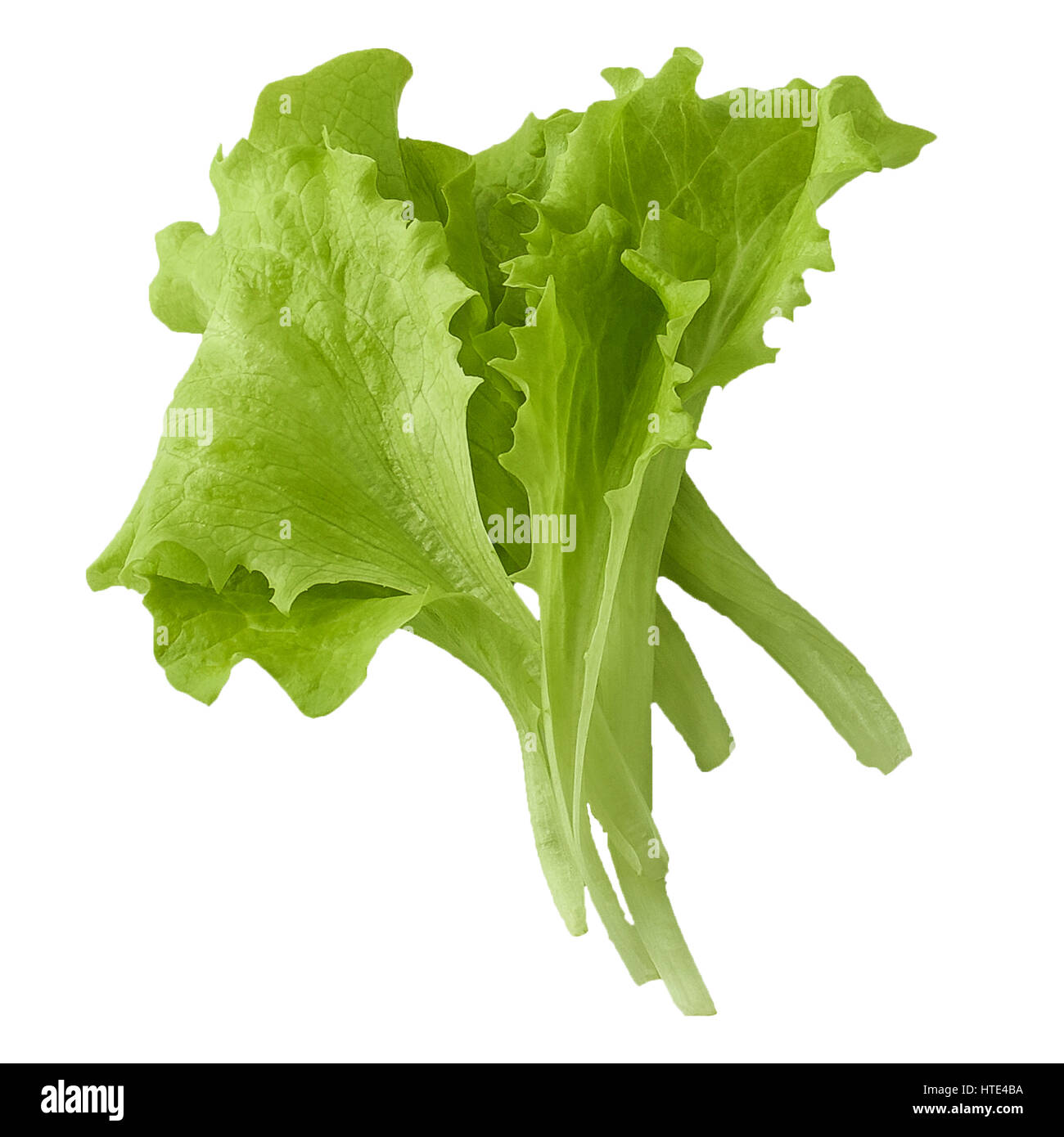 bunch of lettuce leaves on white background as package design element ...