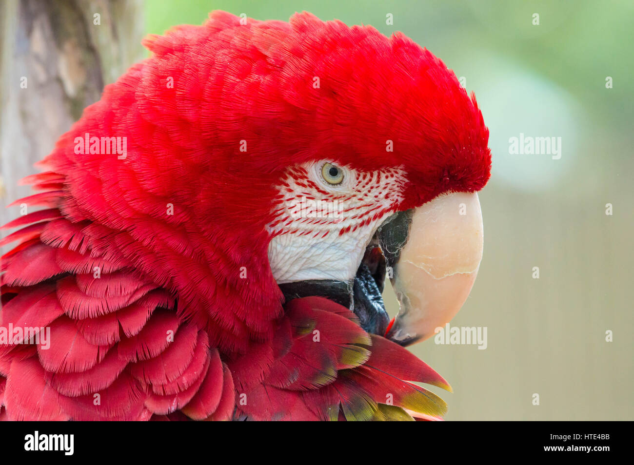 Scarlet Macaw Portrait Stock Photo - Alamy