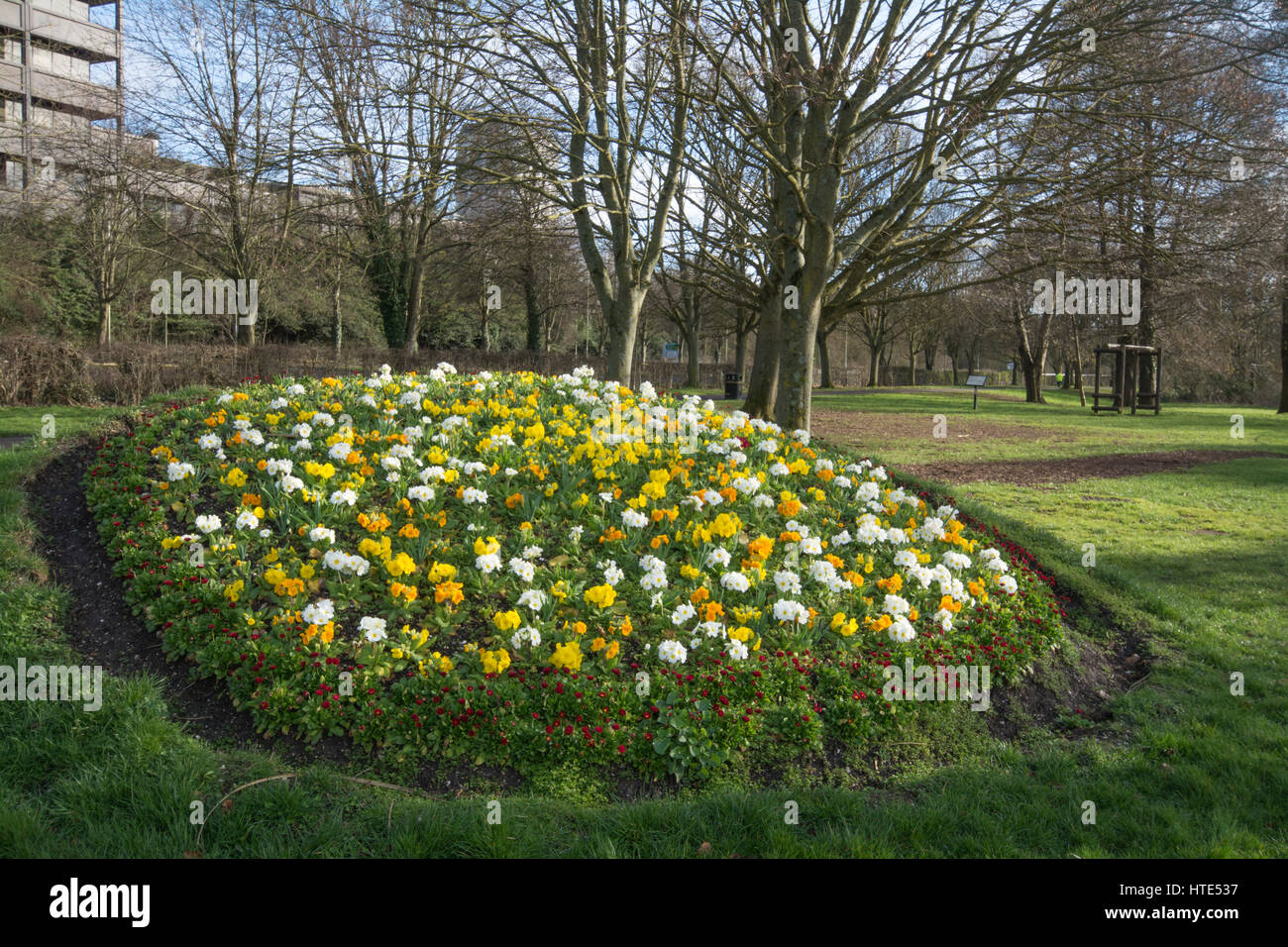 Flower bed planted with primroses and polyanthus in Eastrop Park ...