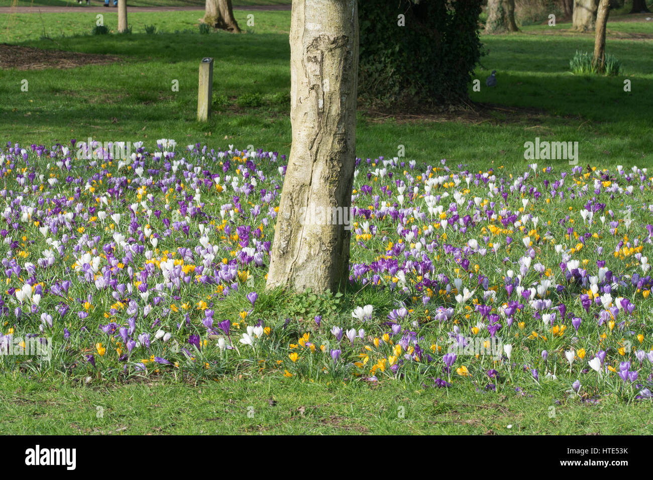Eastrop Park in Basingstoke, Hampshire, UK, with spring flowers Stock ...
