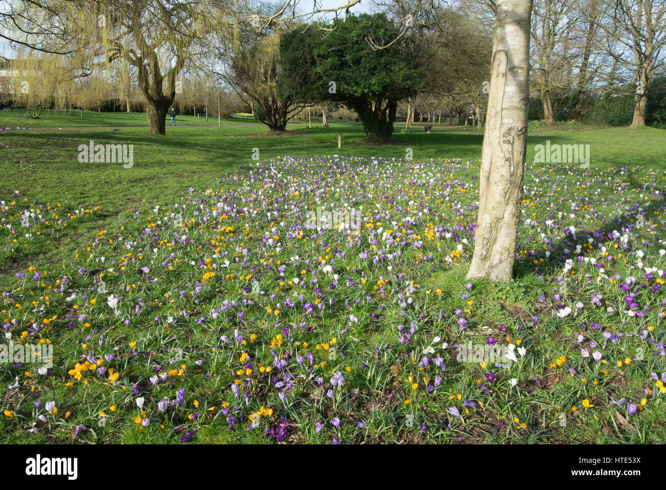 Eastrop Park in Basingstoke, Hampshire, UK, with spring flowers Stock ...