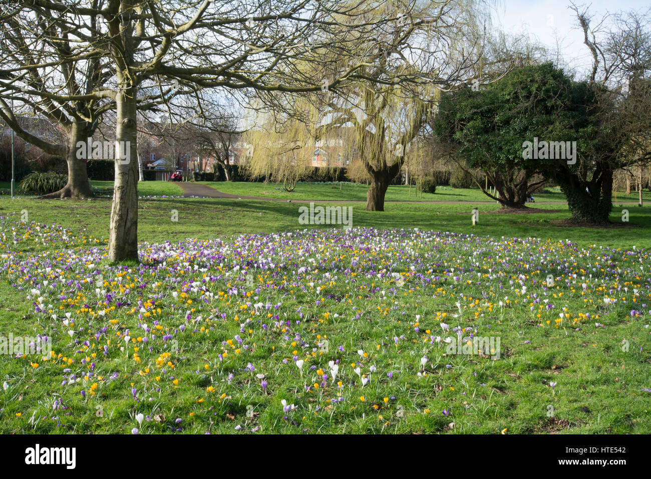 Eastrop Park in Basingstoke, Hampshire, UK, with spring flowers Stock ...