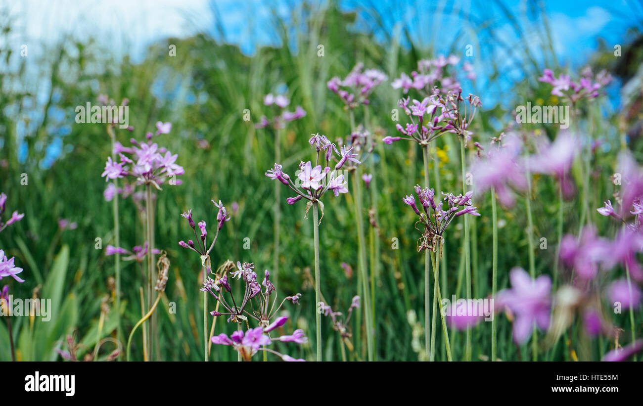 Tall flowers with a green background Stock Photo - Alamy