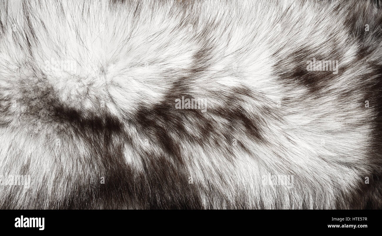 fur fox animal texture close-up Stock Photo - Alamy