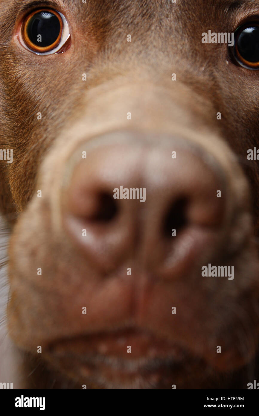 Labrador dog face hi-res stock photography and images - Alamy