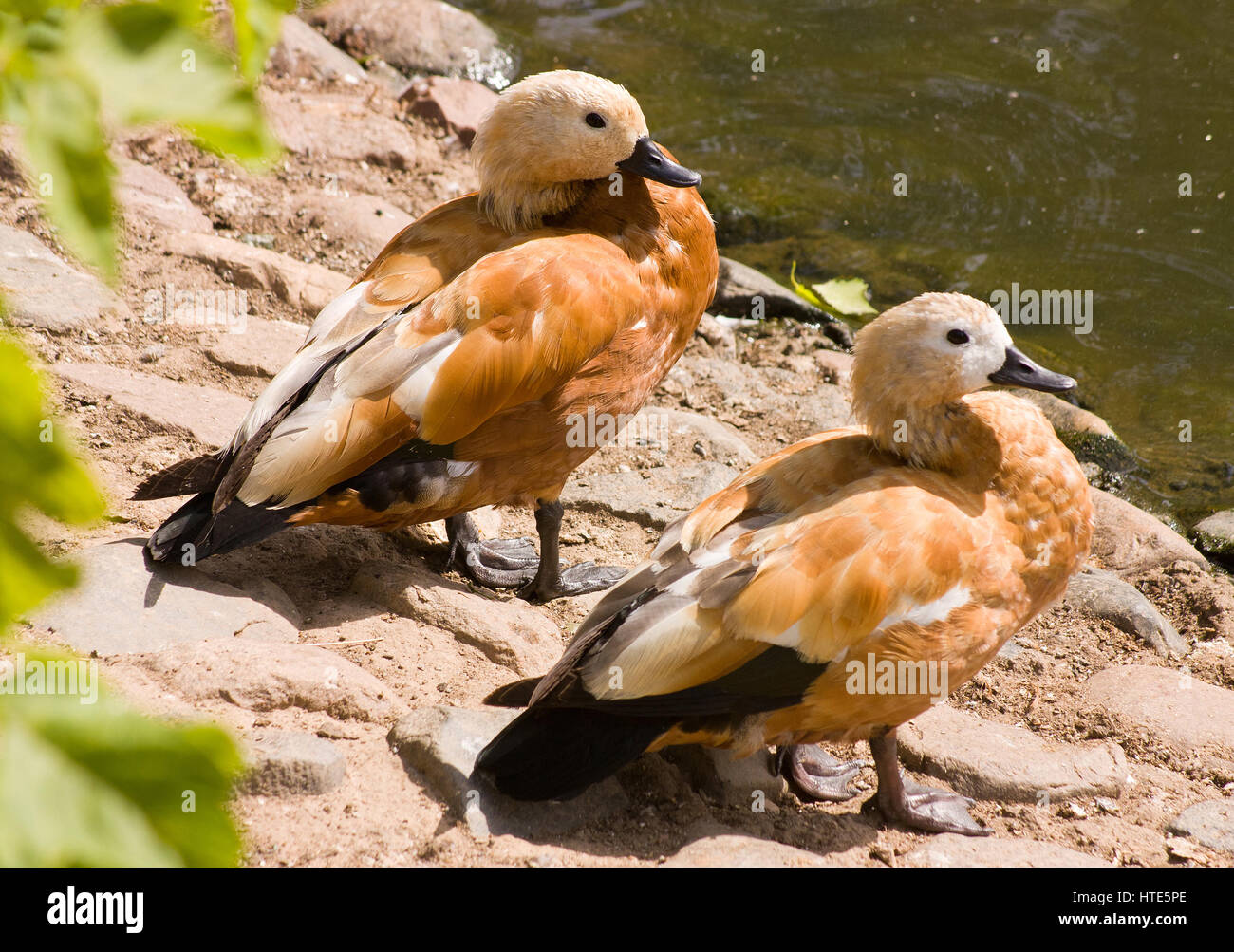 Ruddy duck zoo hi-res stock photography and images - Alamy