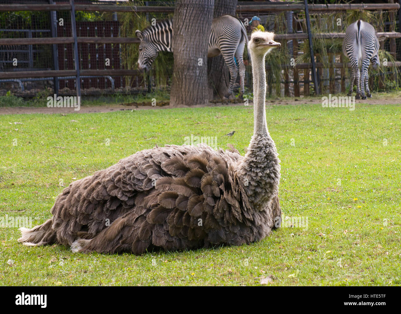 Ostrich Sitting High Resolution Stock Photography and Images - Alamy