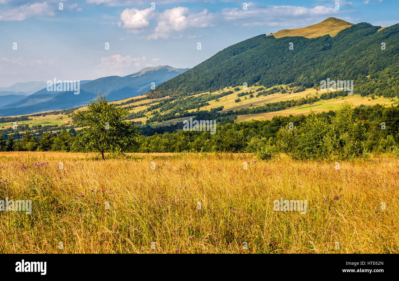 Hay meadow peak district hi-res stock photography and images - Alamy