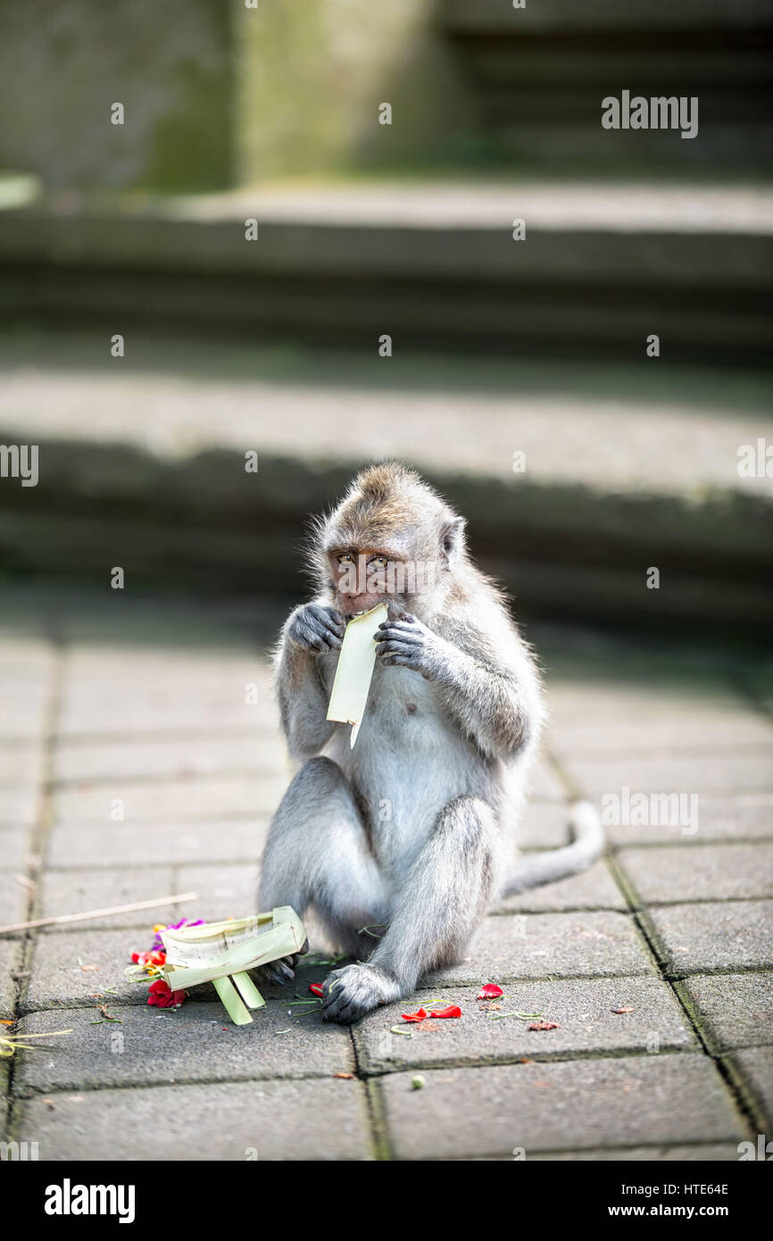 Monkey eating traditional Balinese offerings to gods Stock Photo - Alamy