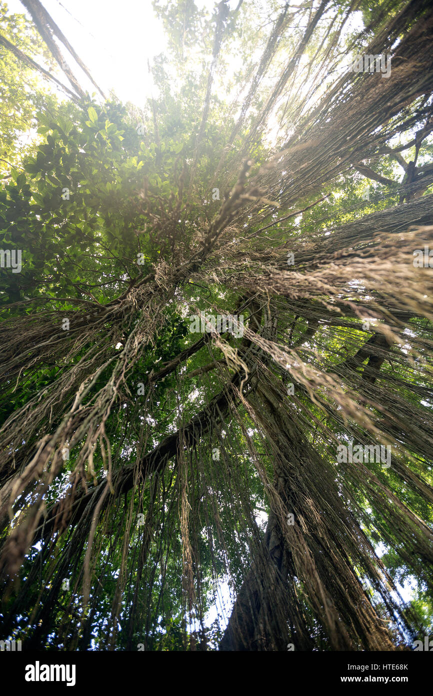 Tall tree above rainforest hi-res stock photography and images - Alamy