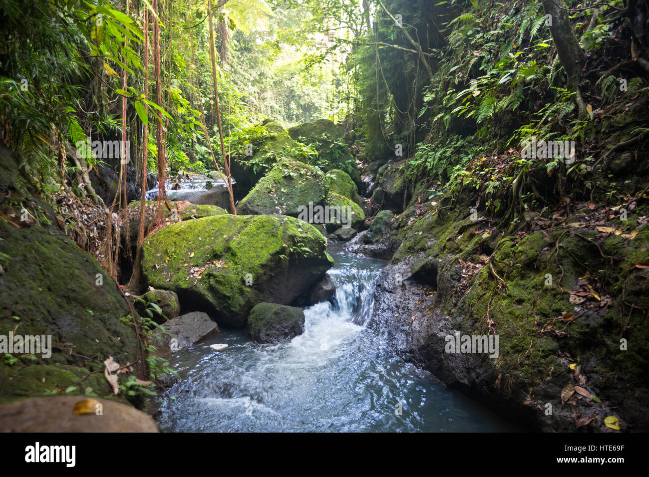 Ubud forest bali scenery hi-res stock photography and images - Alamy