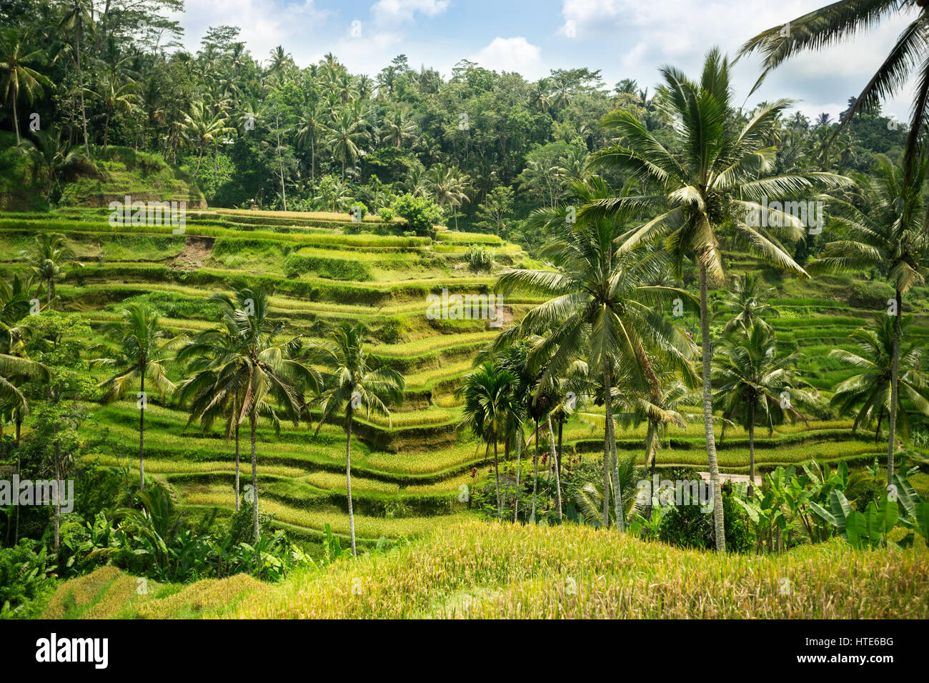 Rice tarrace in mountains. Bali. Indonesia Stock Photo - Alamy