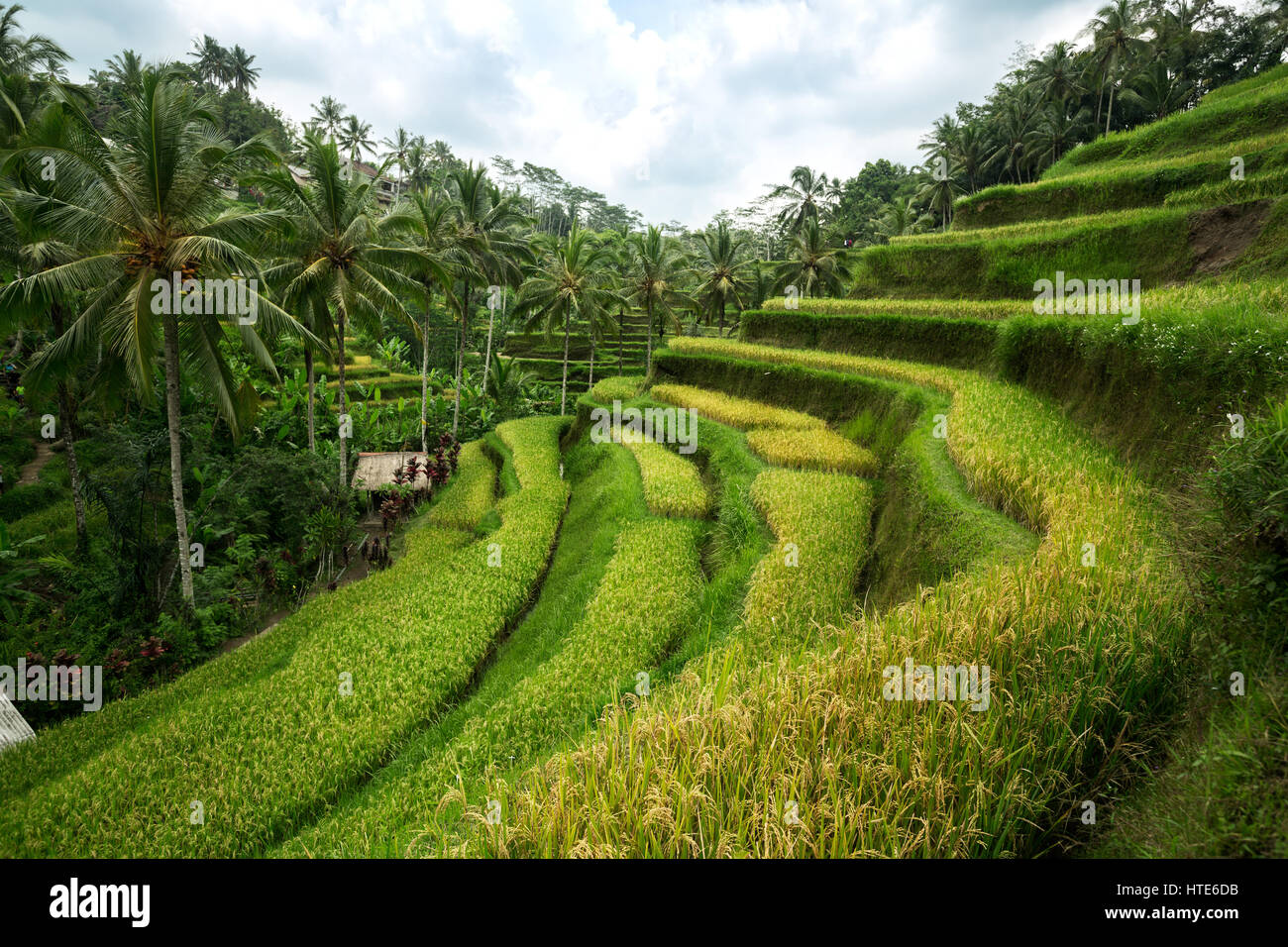 Terrace rice fields in morning sunrise, Ubud, Bali, Indonesia Stock ...