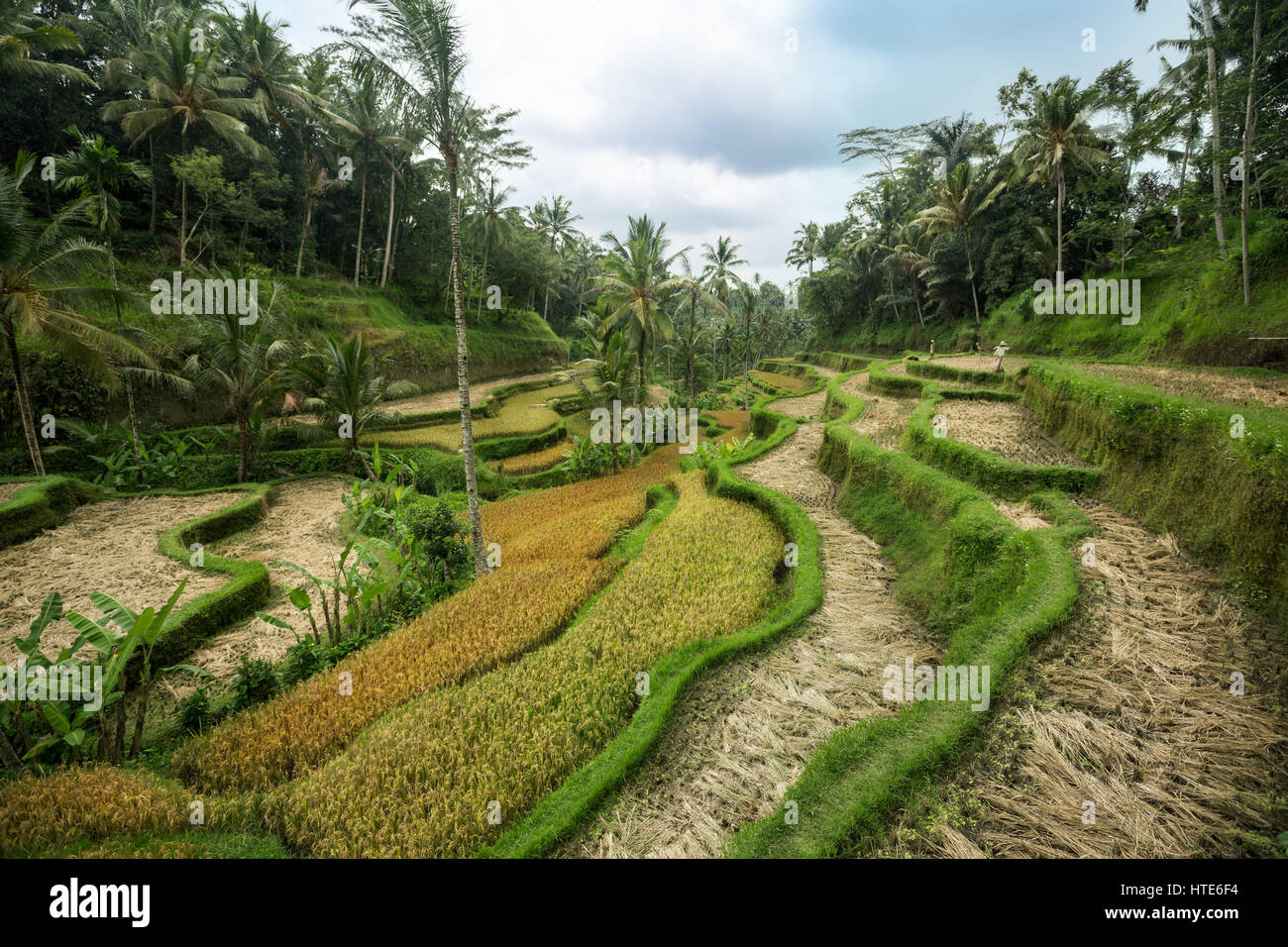 Paddy field lines hi-res stock photography and images - Alamy