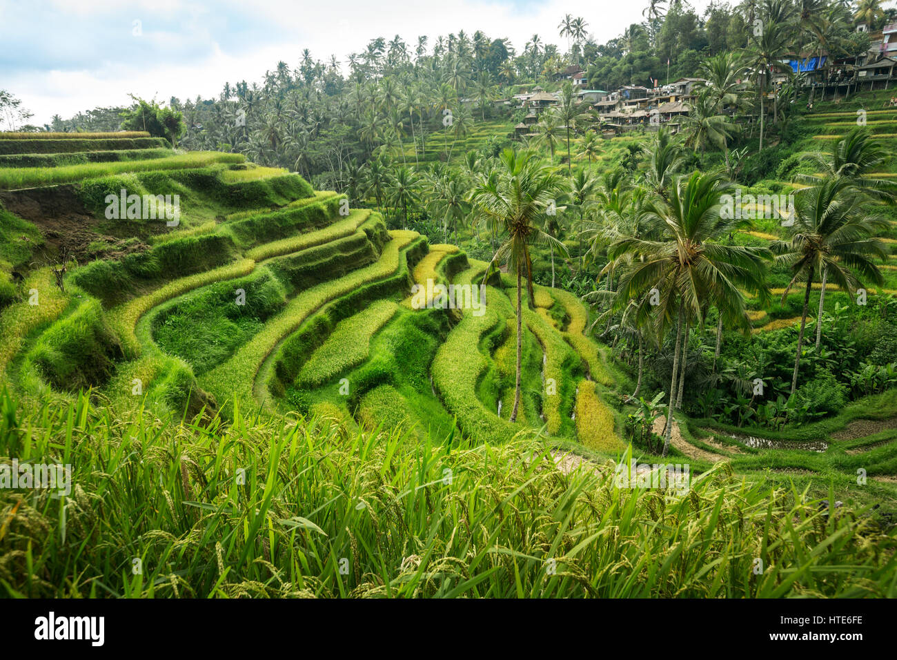 Bali rice fields beautiful and dramatic rice terraces in Indonesia ...