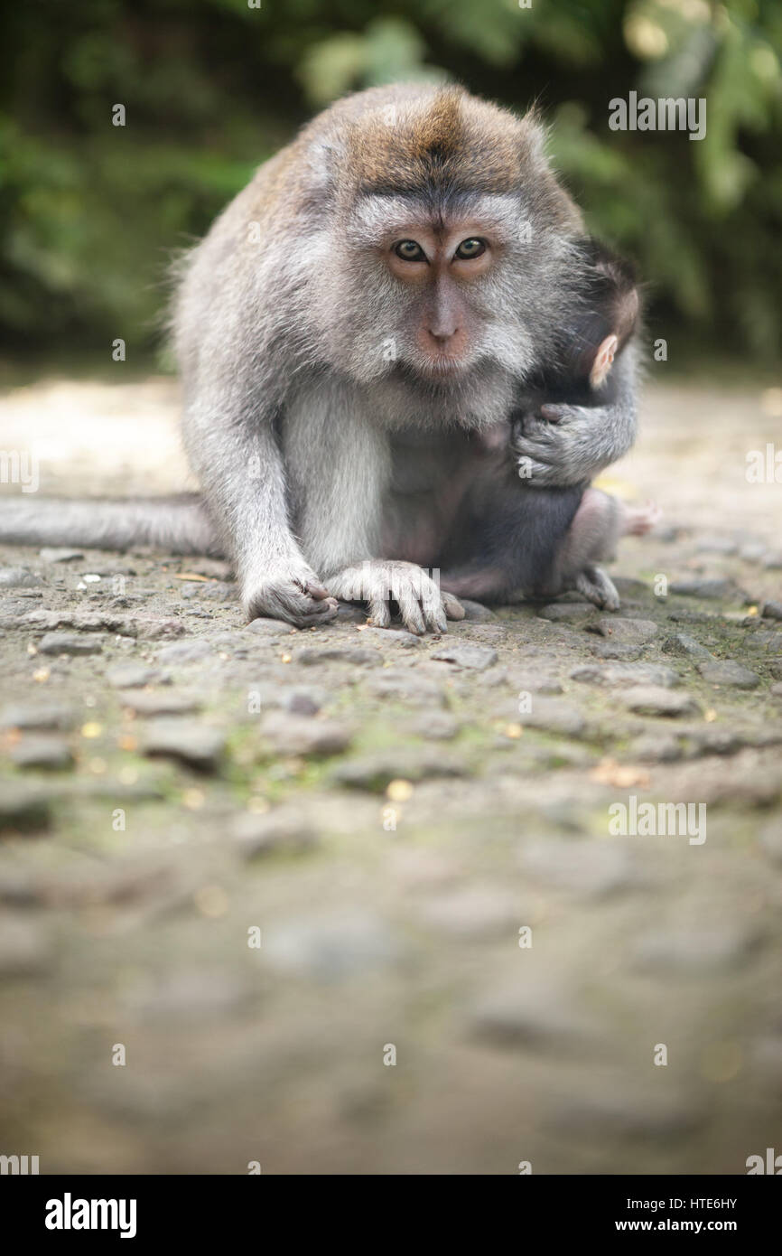 Monkey mother baby jungle tree hi-res stock photography and images - Alamy