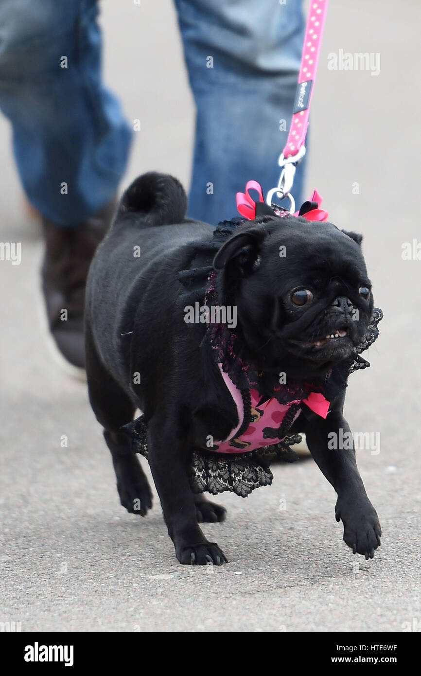 A pug arrives wearing lace for day two of Crufts 2017 at the NEC in ...