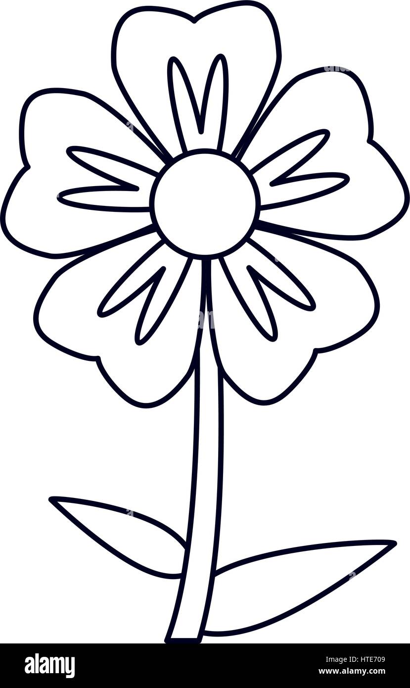 geranium flower natural outline Stock Vector Image & Art - Alamy