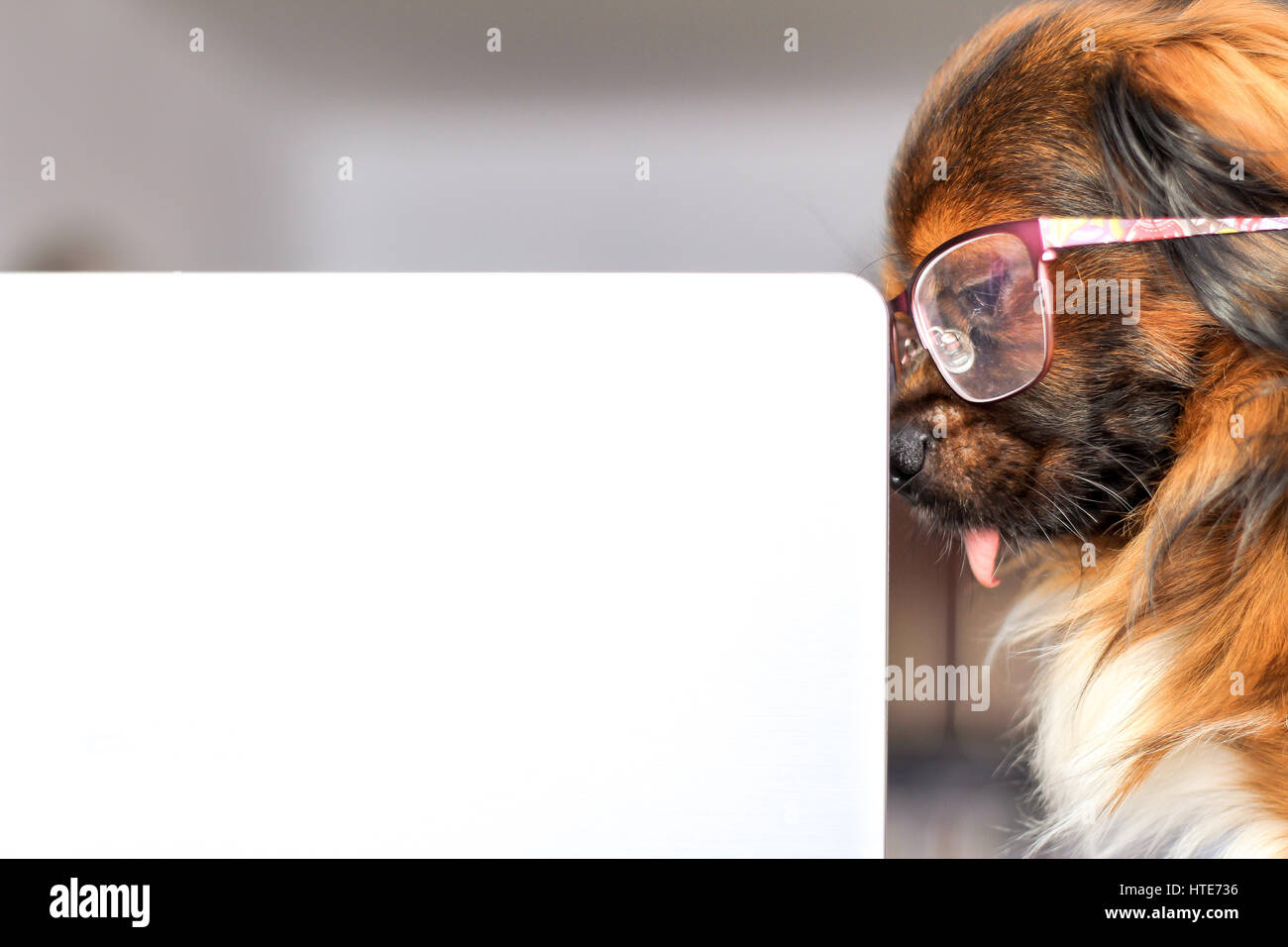 Smart dog with glasses computer hi-res stock photography and images - Alamy