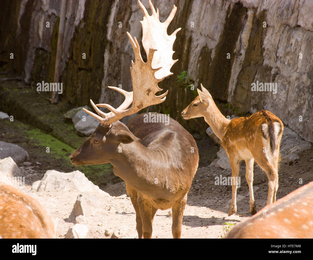 Deer in the open zoo Stock Photo - Alamy