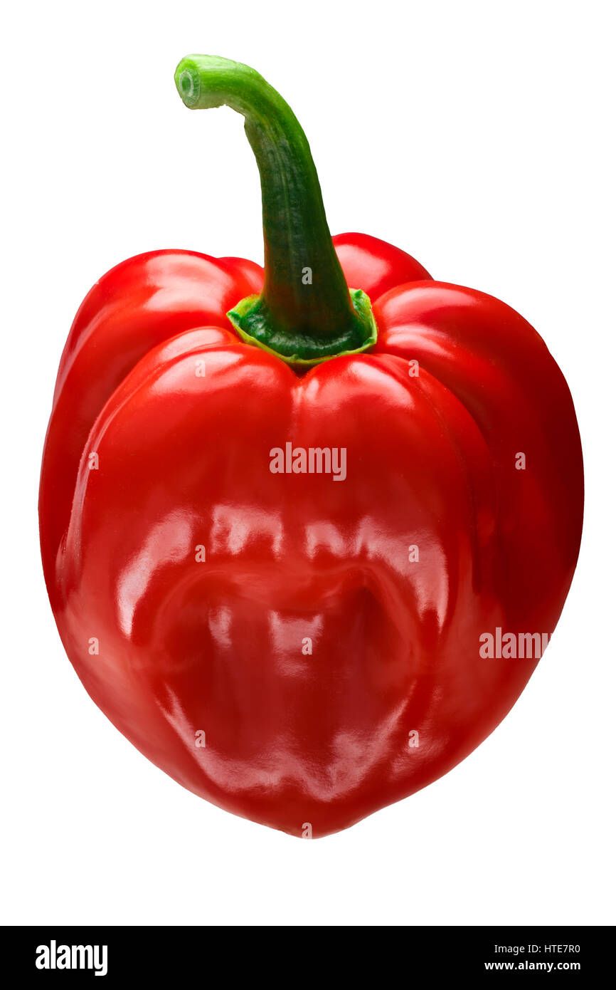 Trinidad 7 Pod Seven Pot red pepper (Capsicum chinense), smooth-skinned ...