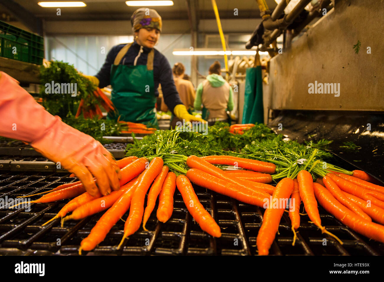 Freshly harvested carrots from hi-res stock photography and images - Alamy