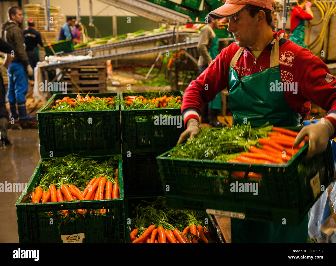 Freshly harvested carrots from hi-res stock photography and images - Alamy