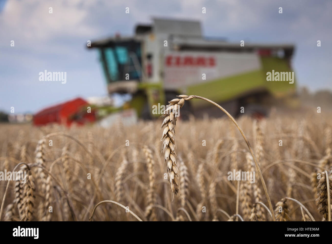 A combine harvester at work in a Wheat field Stock Photo - Alamy