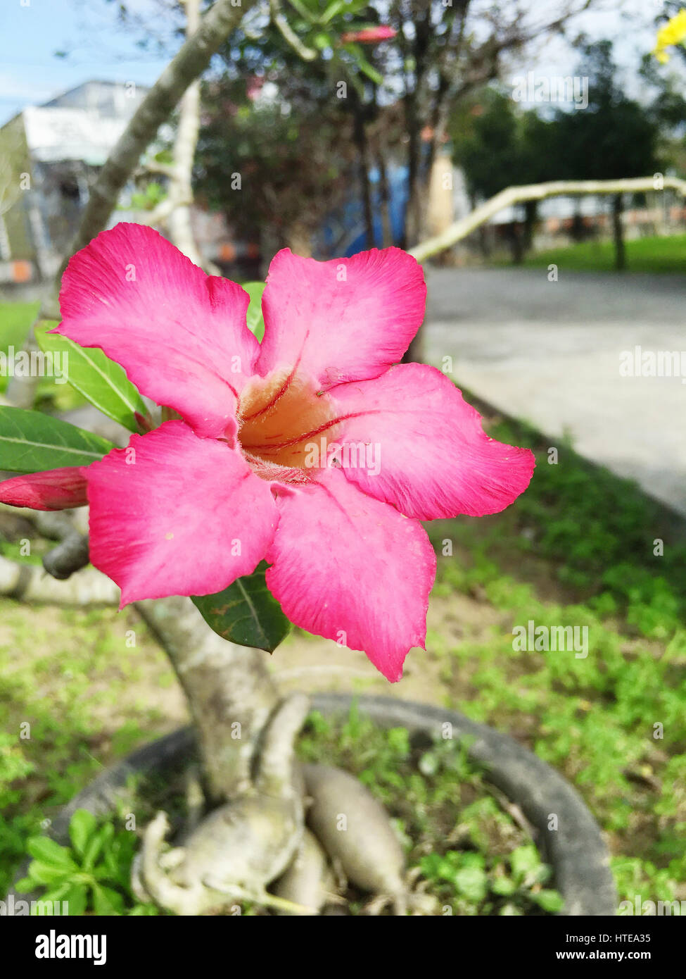 Red Champa flower in garden Stock Photo - Alamy