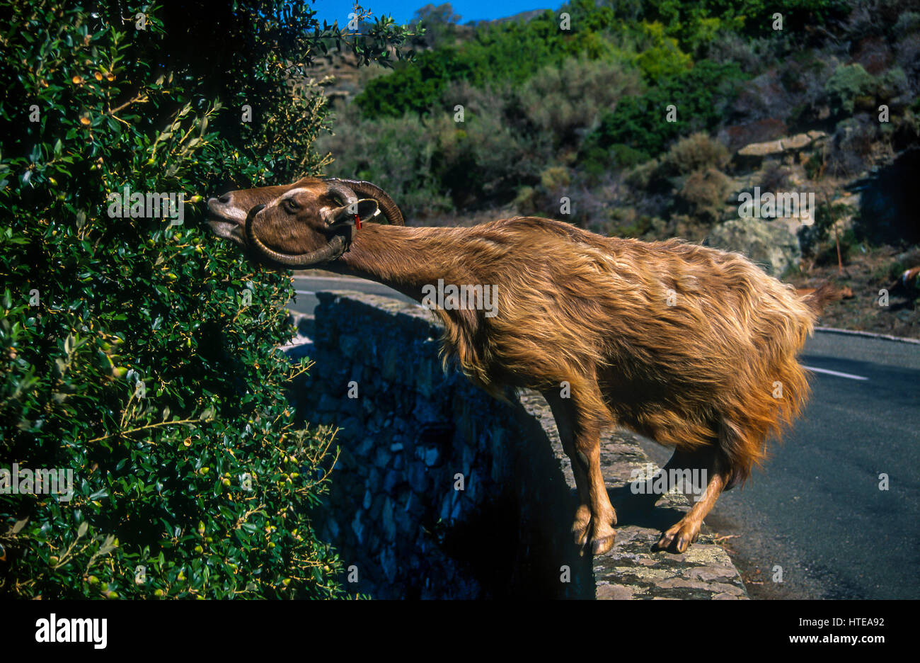 Corsica goat hi-res stock photography and images - Alamy
