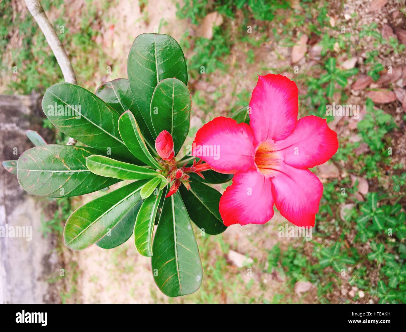 Red Champa flower in garden Stock Photo - Alamy