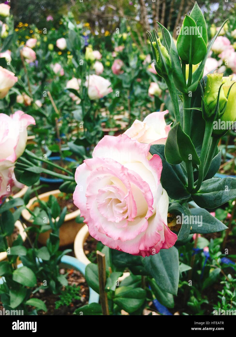 Prairie gentian or lisianthus flower Stock Photo - Alamy