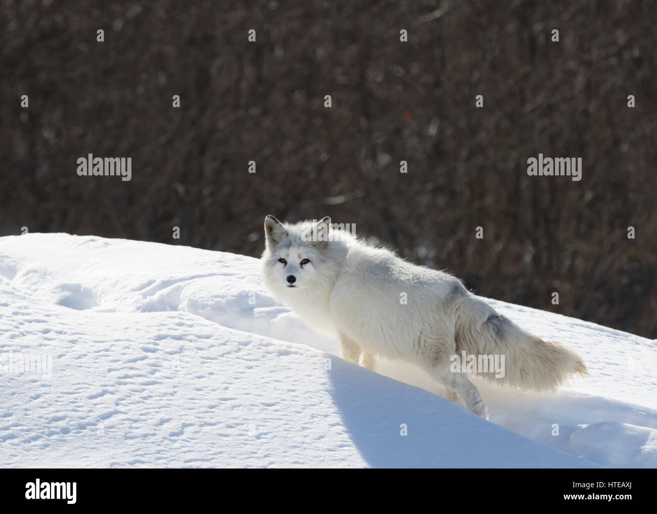 Arctic fox head in snow hi-res stock photography and images - Alamy