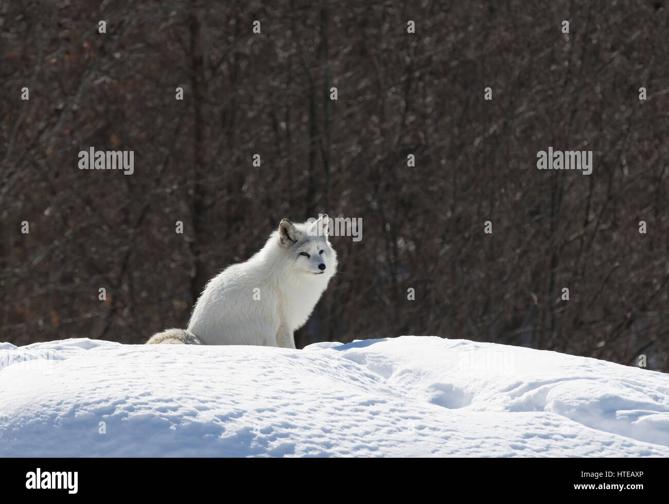 Arctic fox head in snow hi-res stock photography and images - Alamy