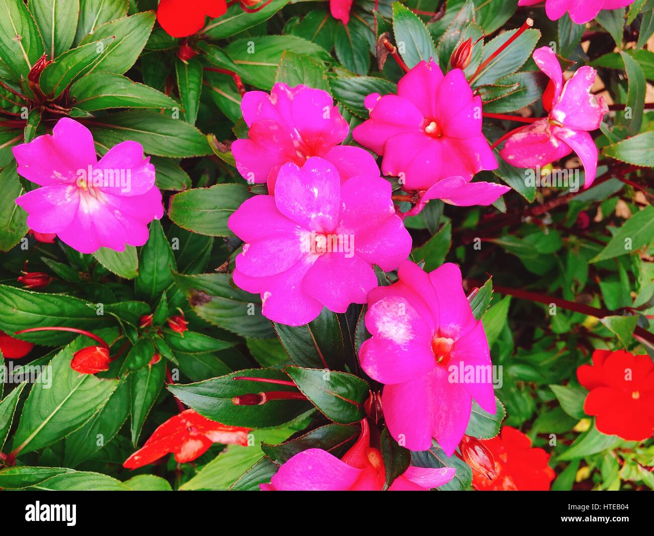 Purple flower in garden Stock Photo - Alamy