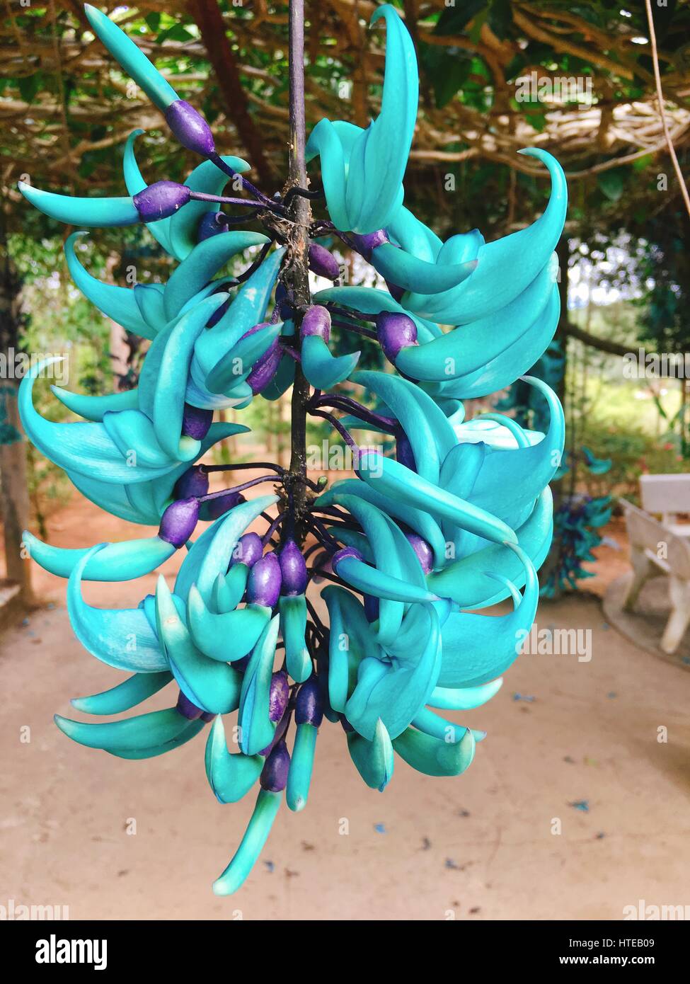 Strongylodon macrobotrys commonly known as jade vine, emerald vine or ...